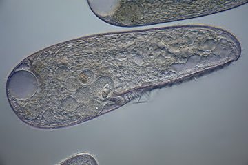 Unicellular and Multicellular Organisms – Lesson Summary | Good Science