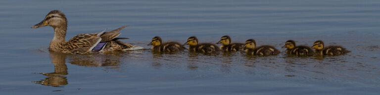 Biology 08: Biological Inheritance – Online Course | Good Science